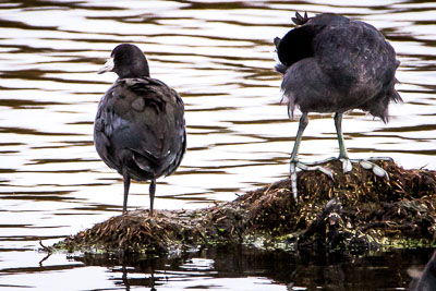 Birds of Central Minnesota - Planet Buhs ~ Campaigning Against Cliché
